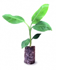 Plants – Joytech PLC | Quality Fresh Herbs, Niche Vegetables, Cut ...